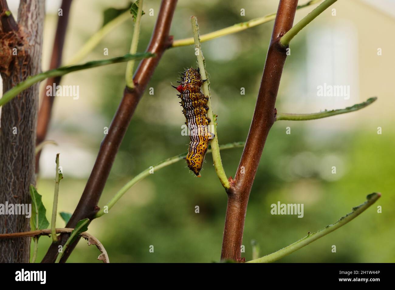 Closeup shot of a caterpillar on a tree Stock Photo - Alamy