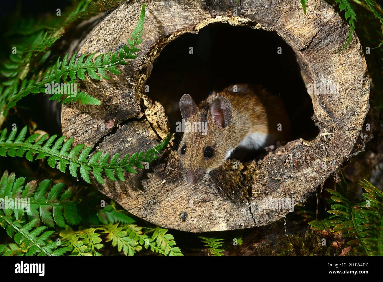 wood mouse apodemus sylvaticus Stock Photo - Alamy