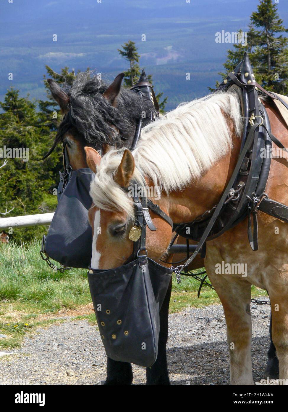 Horses heads in harness hi-res stock photography and images - Alamy