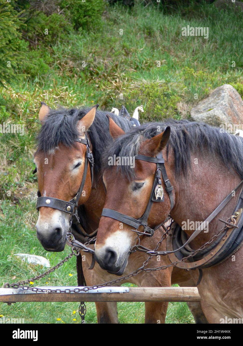 Draft horse and donkey hi-res stock photography and images - Alamy