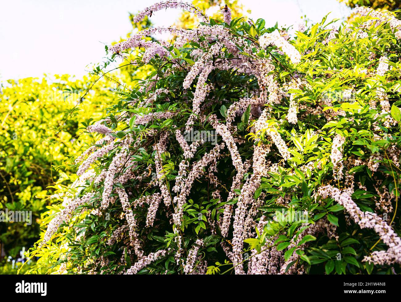 Garden flowering,post monsoon plant,Hebe,Salt lake garden,Kolkata,Eest ...