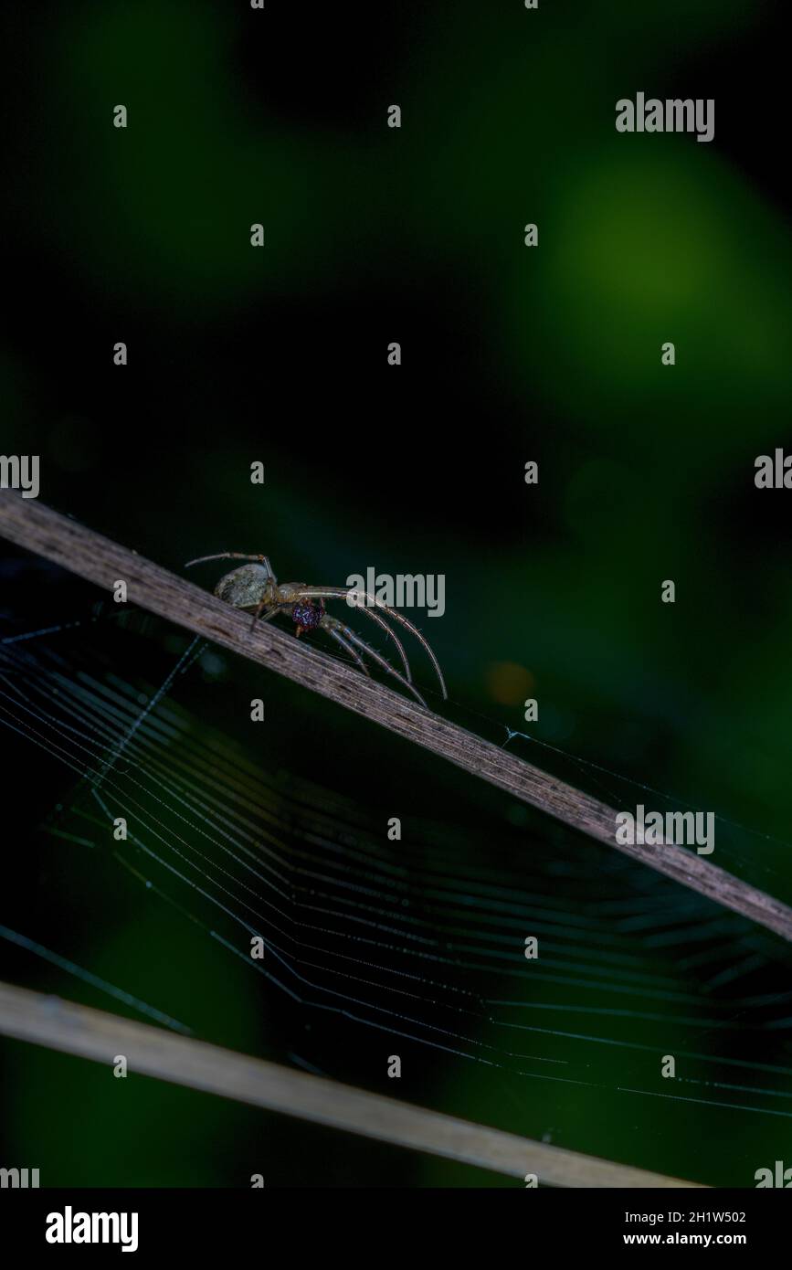 Long cobweb hi-res stock photography and images - Alamy