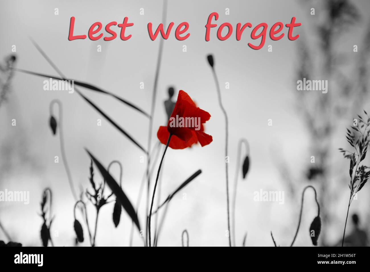 Lest we forget blossom hi-res stock photography and images - Alamy