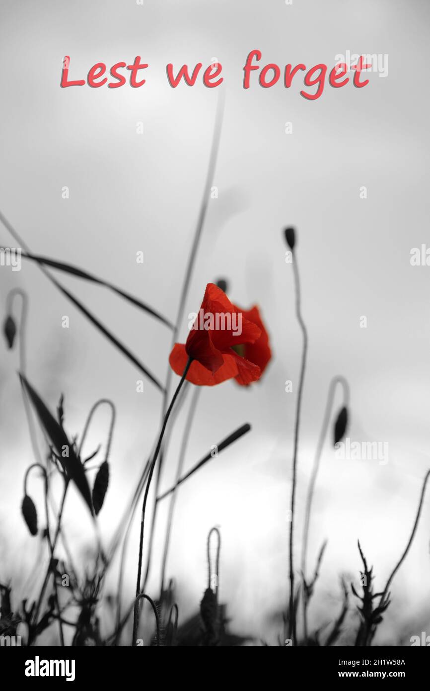 lest we forget on an image of a red poppy in a field, remembrance day ...