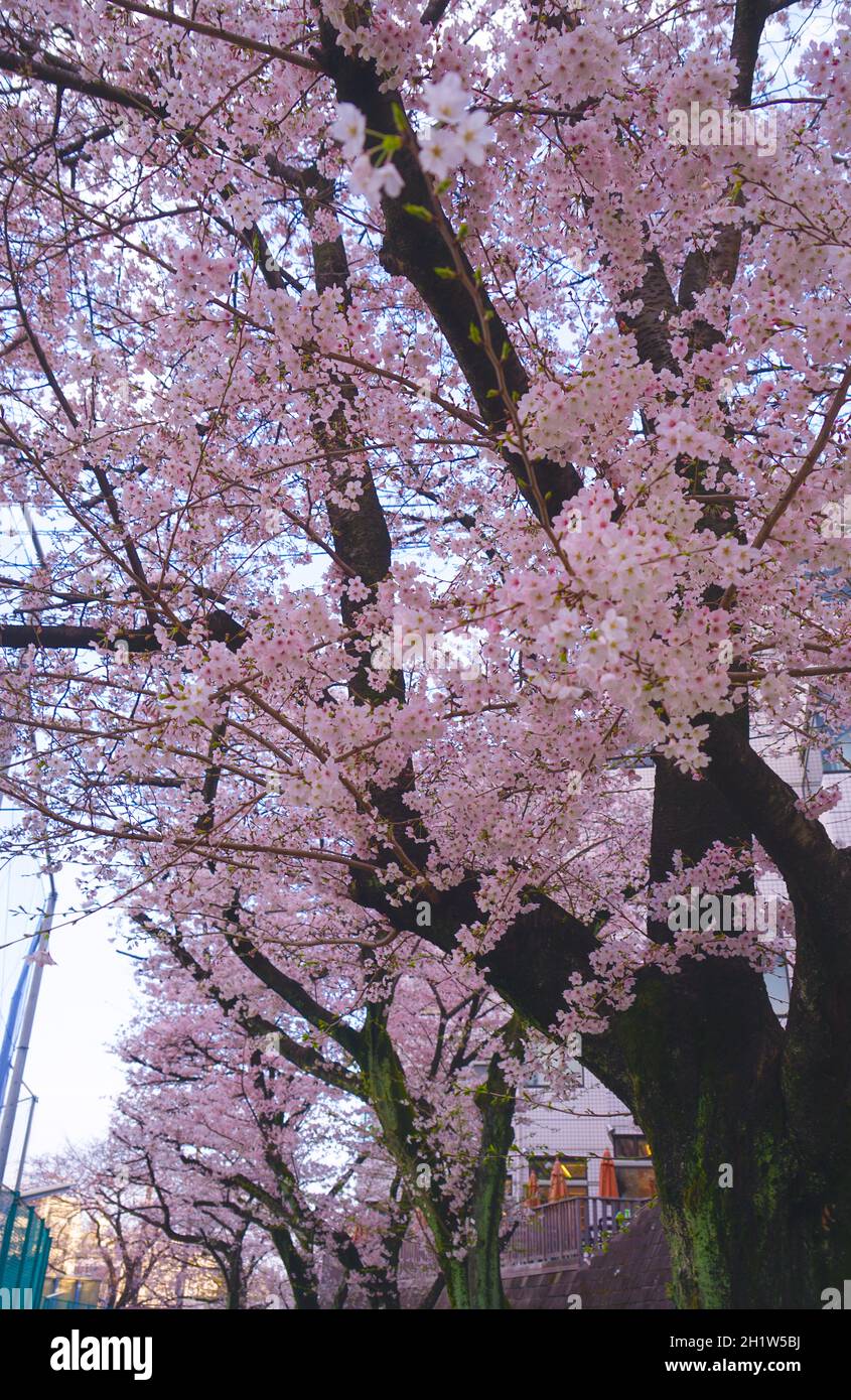 Tama plaza hi-res stock photography and images - Alamy