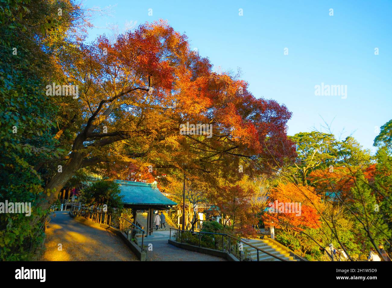 Autumn leaves and Kamakura skyline. Shooting Location: Kamakura ...