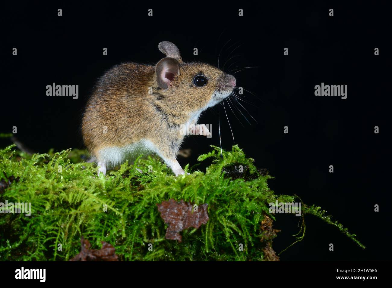 wood mouse apodemus sylvaticus Stock Photo - Alamy