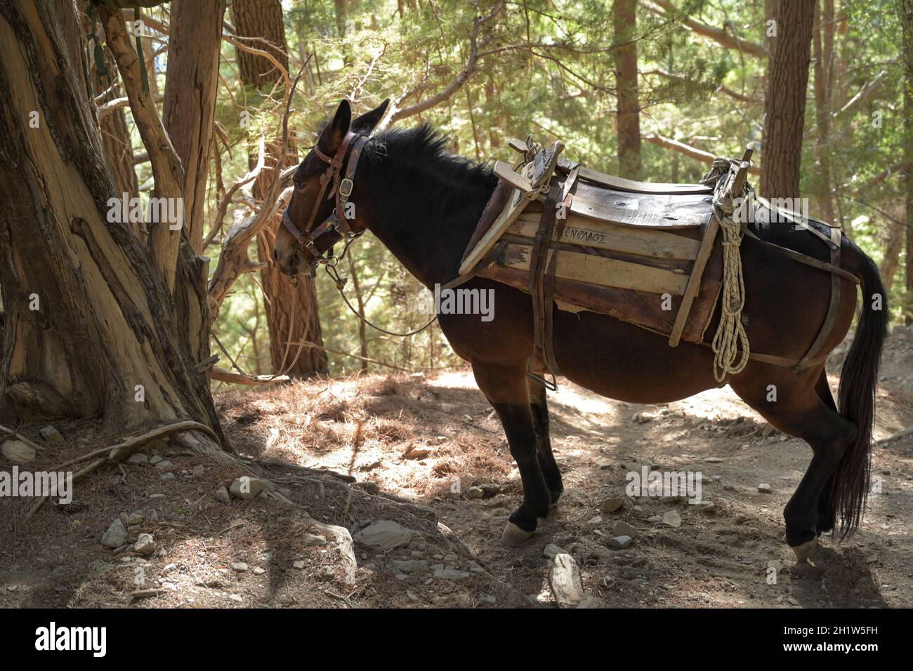 Maultier hi-res stock photography and images - Alamy