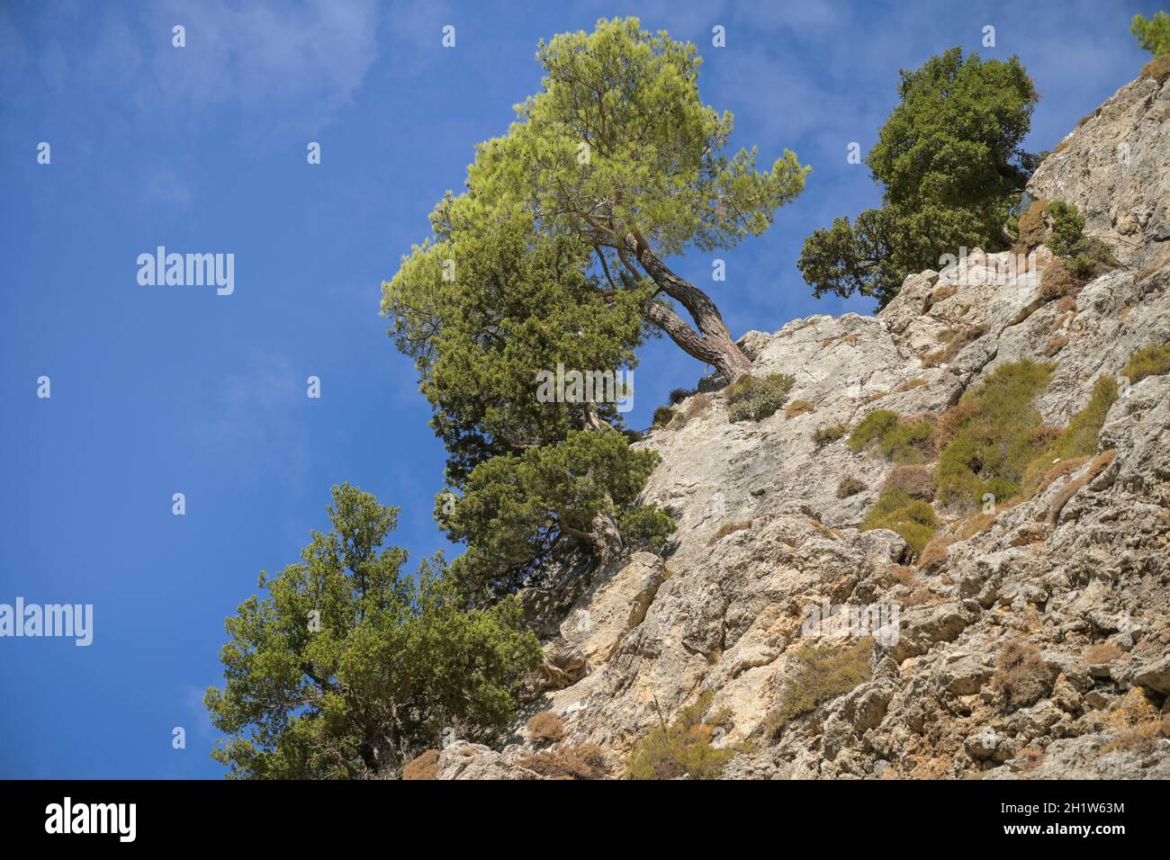 Pinien, Samaria Schlucht, Kreta, Griechenland Stock Photo - Alamy
