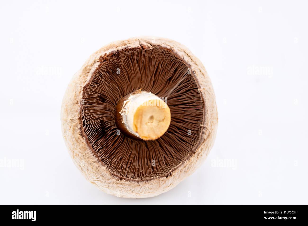 Closeup of a fresh champignon isolated on a white background Stock ...