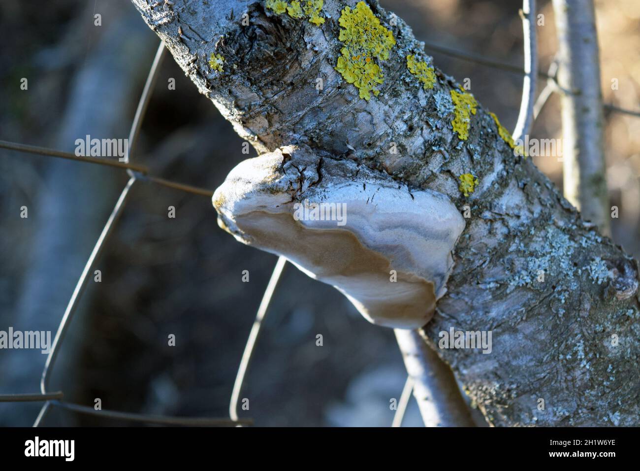 Tinder fungus on a branch. Infection tree fungus Stock Photo - Alamy