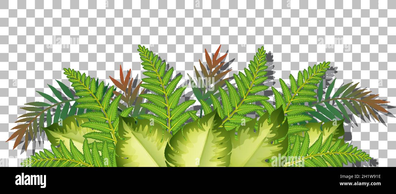 Tropical plant on transparent background illustration Stock Vector ...