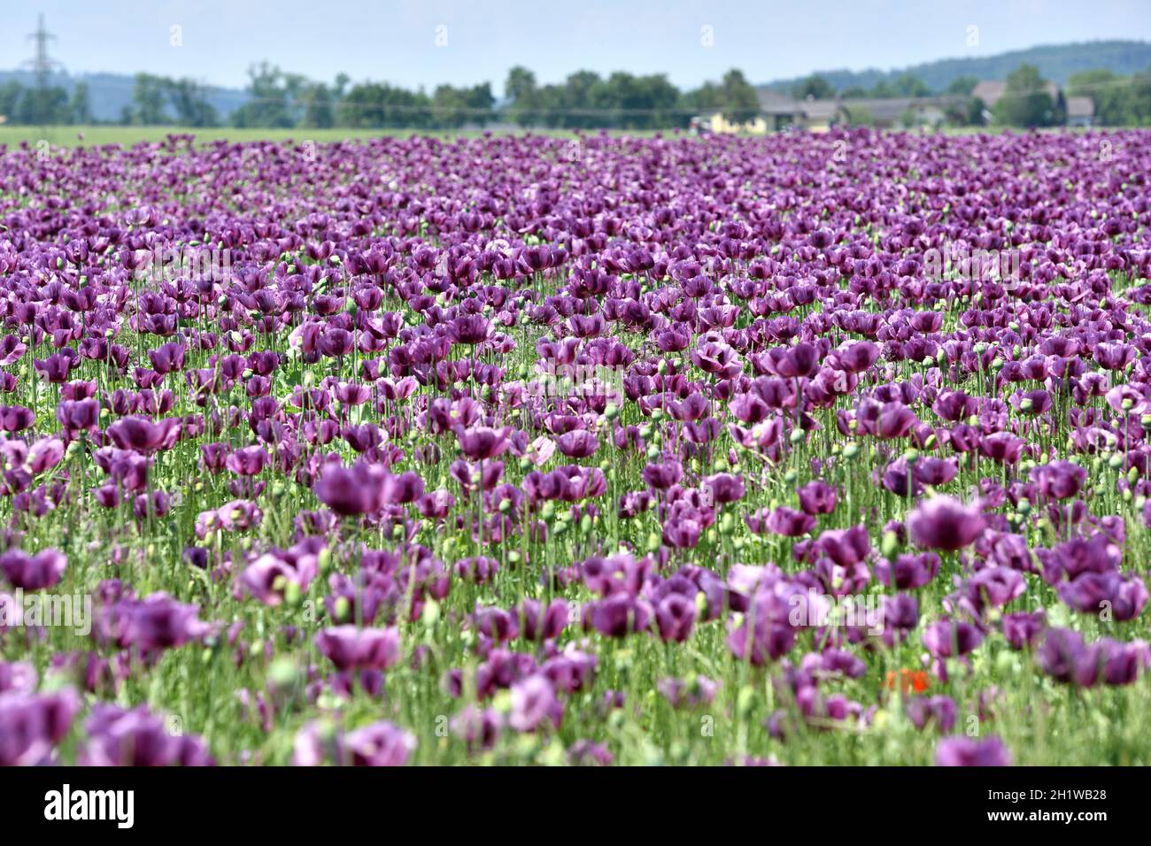Lila mohnblume hi-res stock photography and images - Alamy