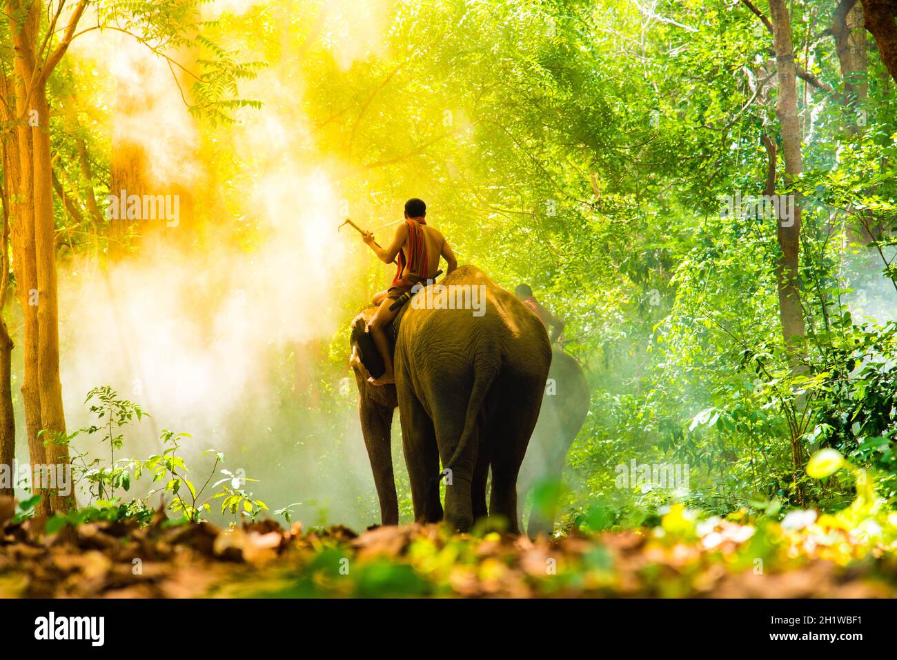 Elephant relation between man and animal Stock Photo - Alamy