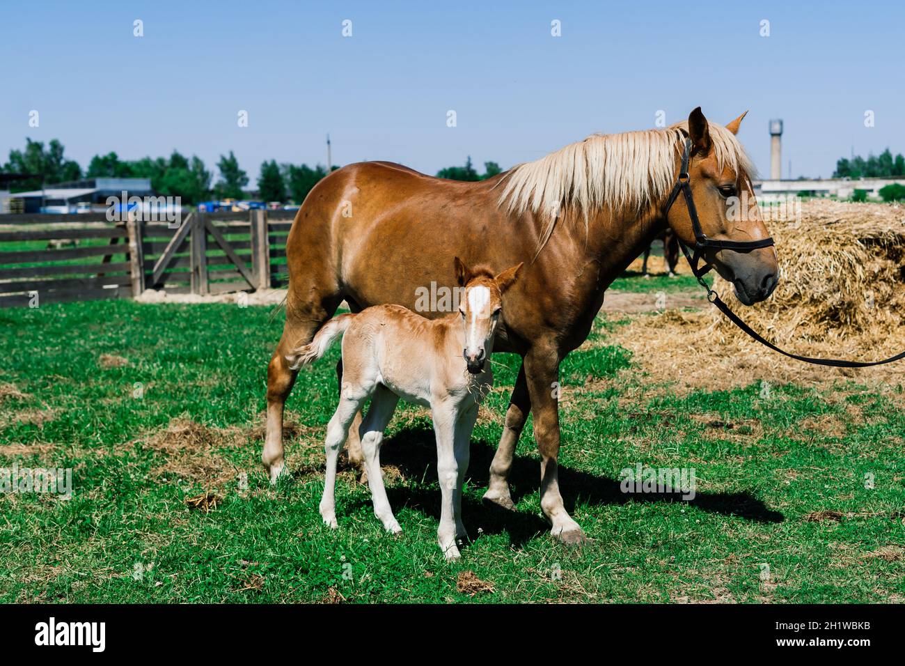 Horse mare and her very small foal in a farm Stock Photo - Alamy