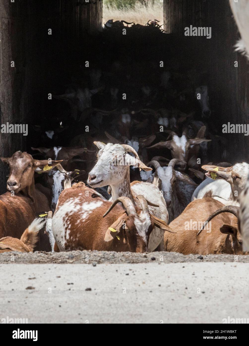 Goats flock crossing a tunnel under road. Walkway point for cattle ...