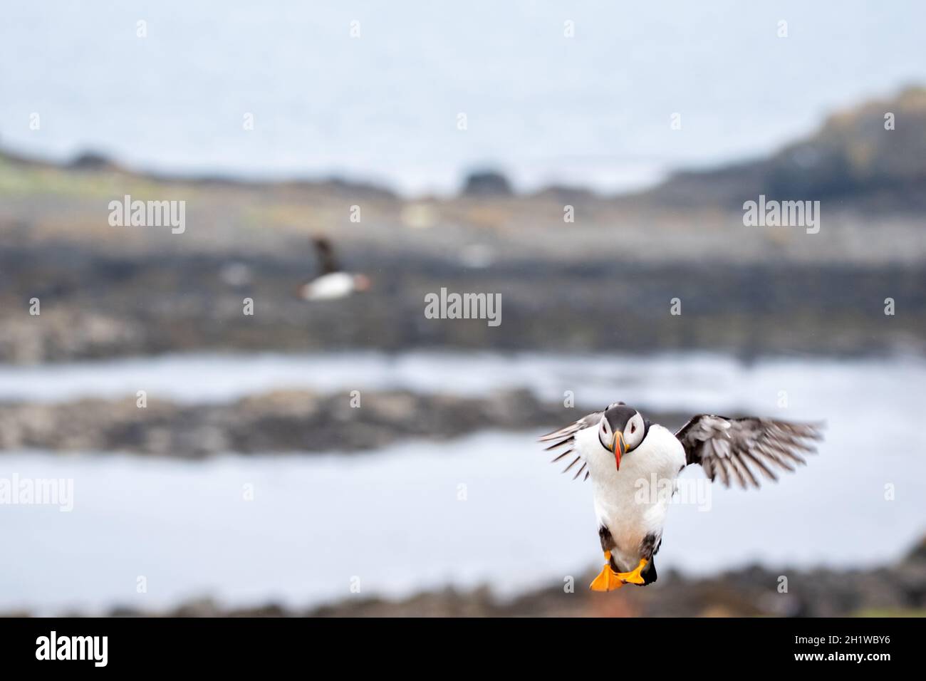 Sea parrots hi-res stock photography and images - Alamy