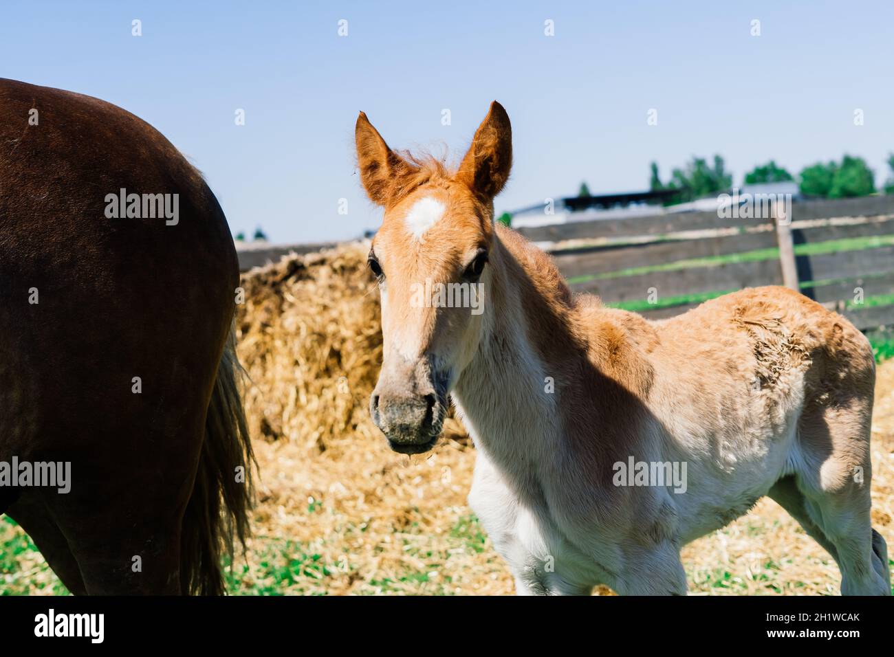 Horse mare and her very small foal in a farm Stock Photo - Alamy