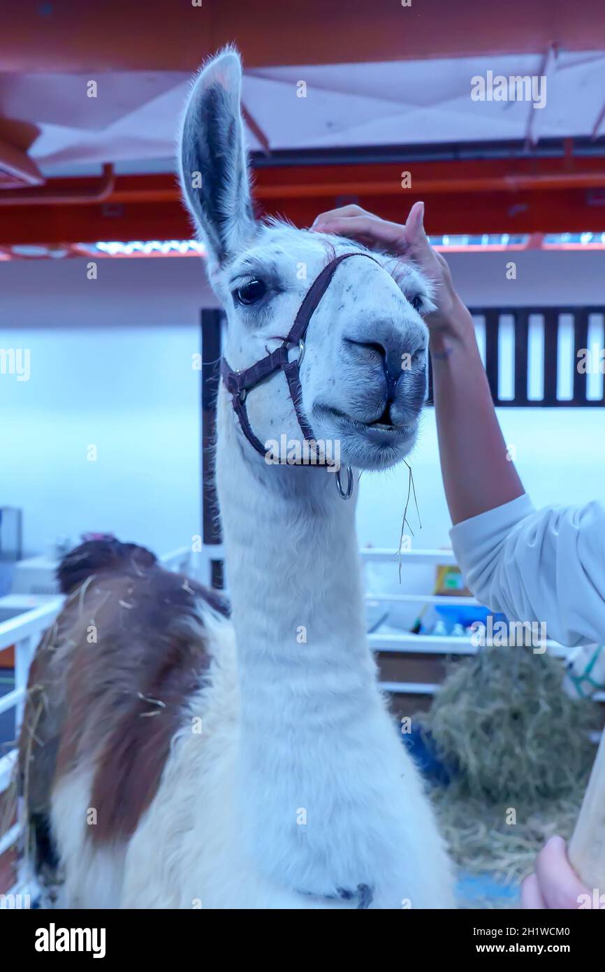 Llama in the stables for display Stock Photo - Alamy