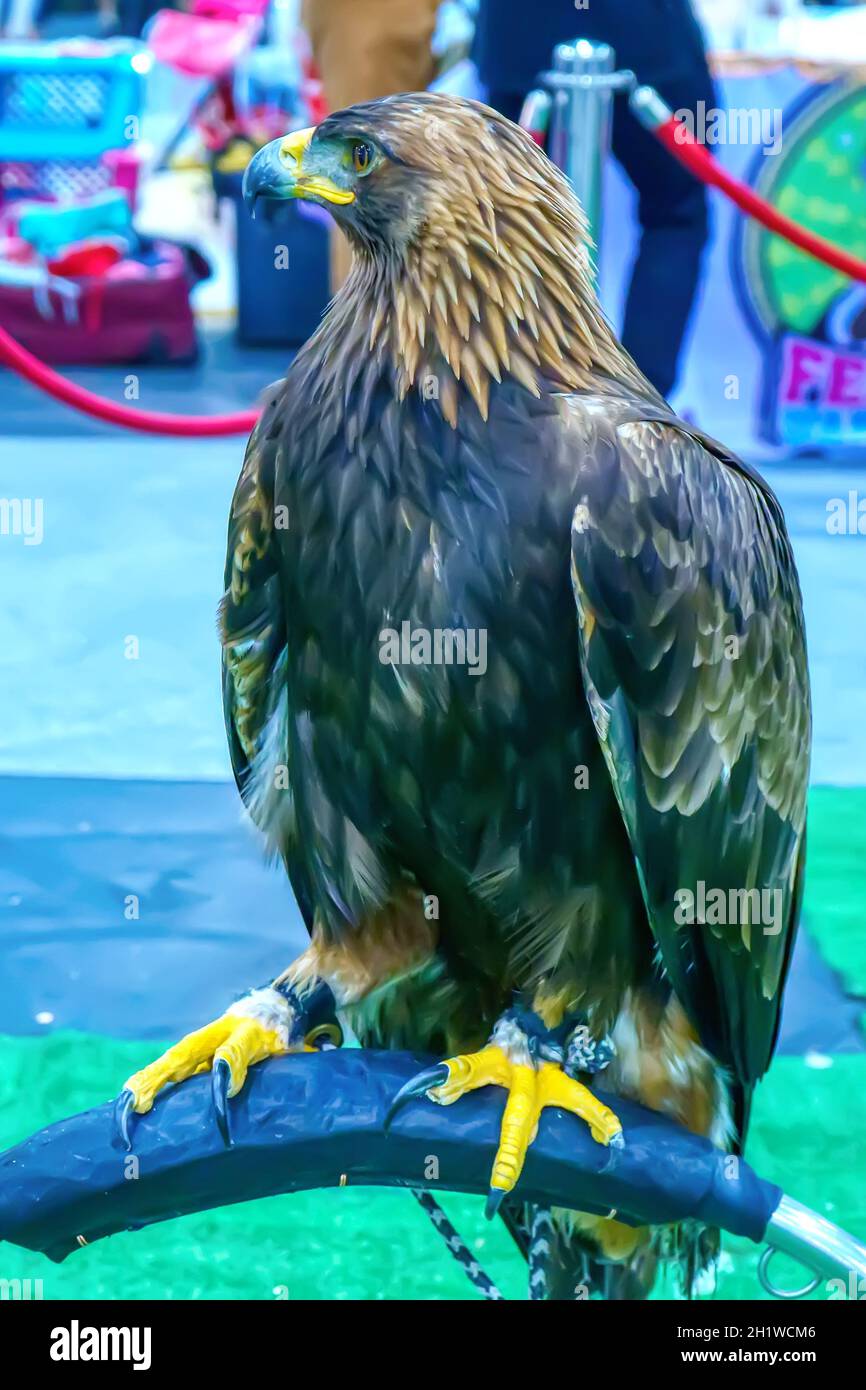 The hawk is a popular pet in Thailand Stock Photo - Alamy