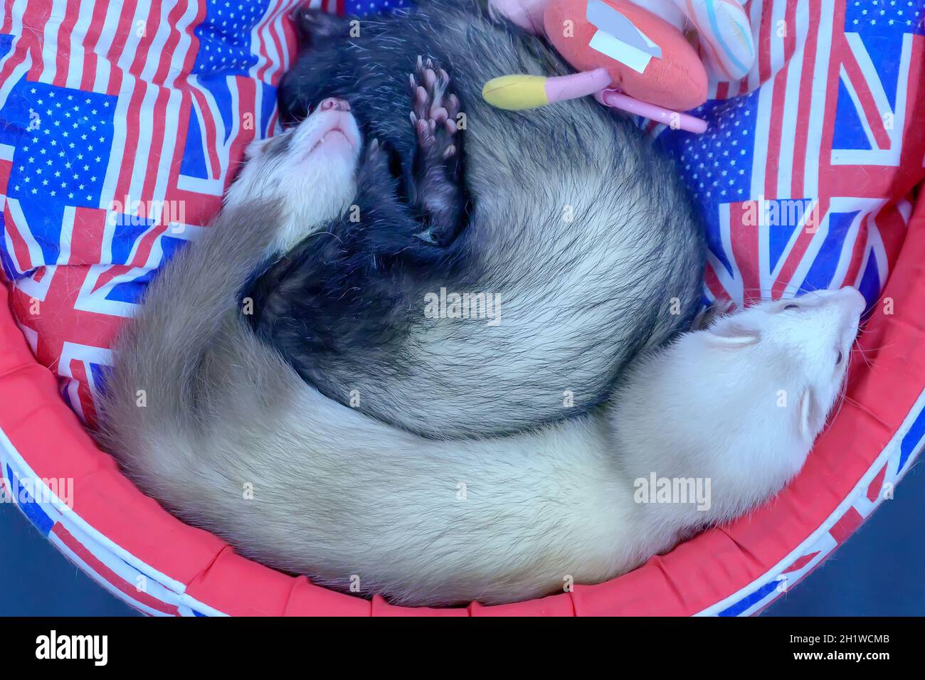Ferret lying in bed animal Stock Photo - Alamy
