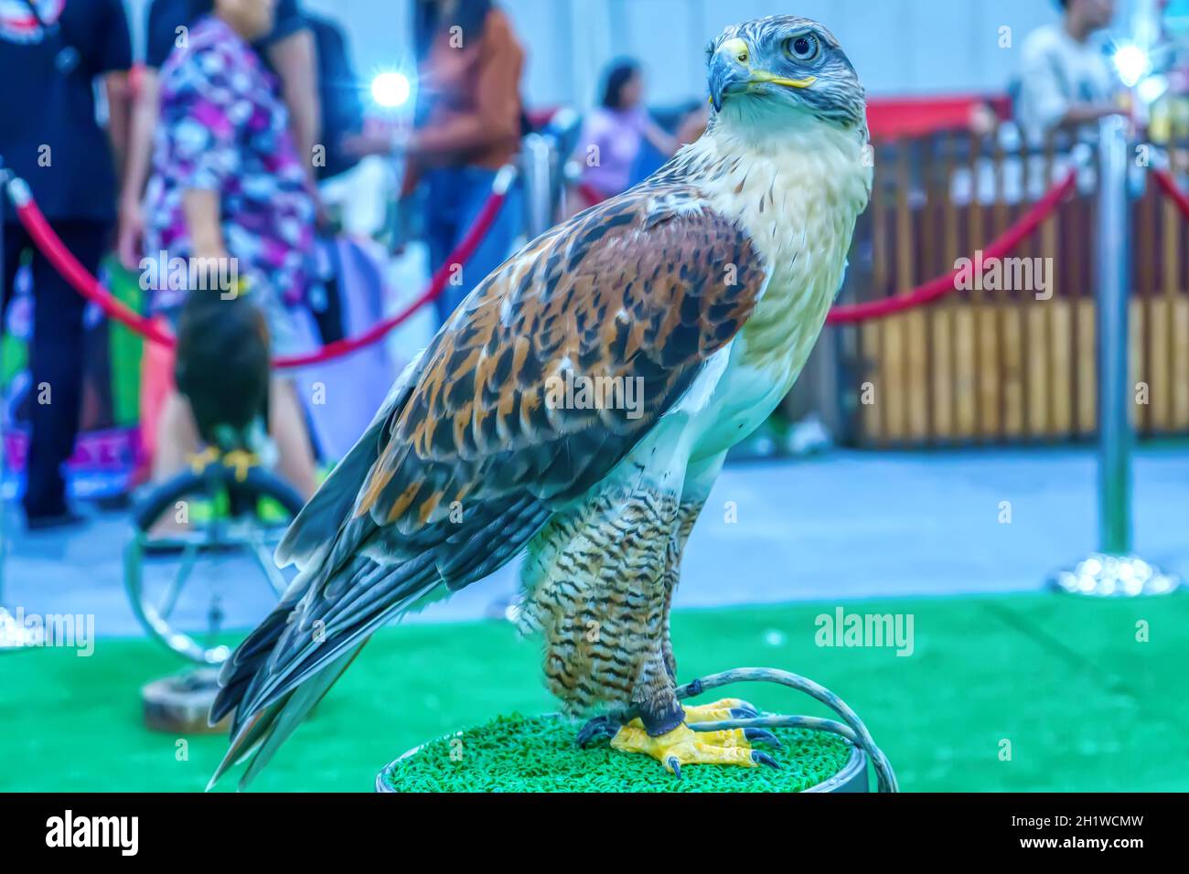 The hawk is a popular pet in Thailand Stock Photo - Alamy