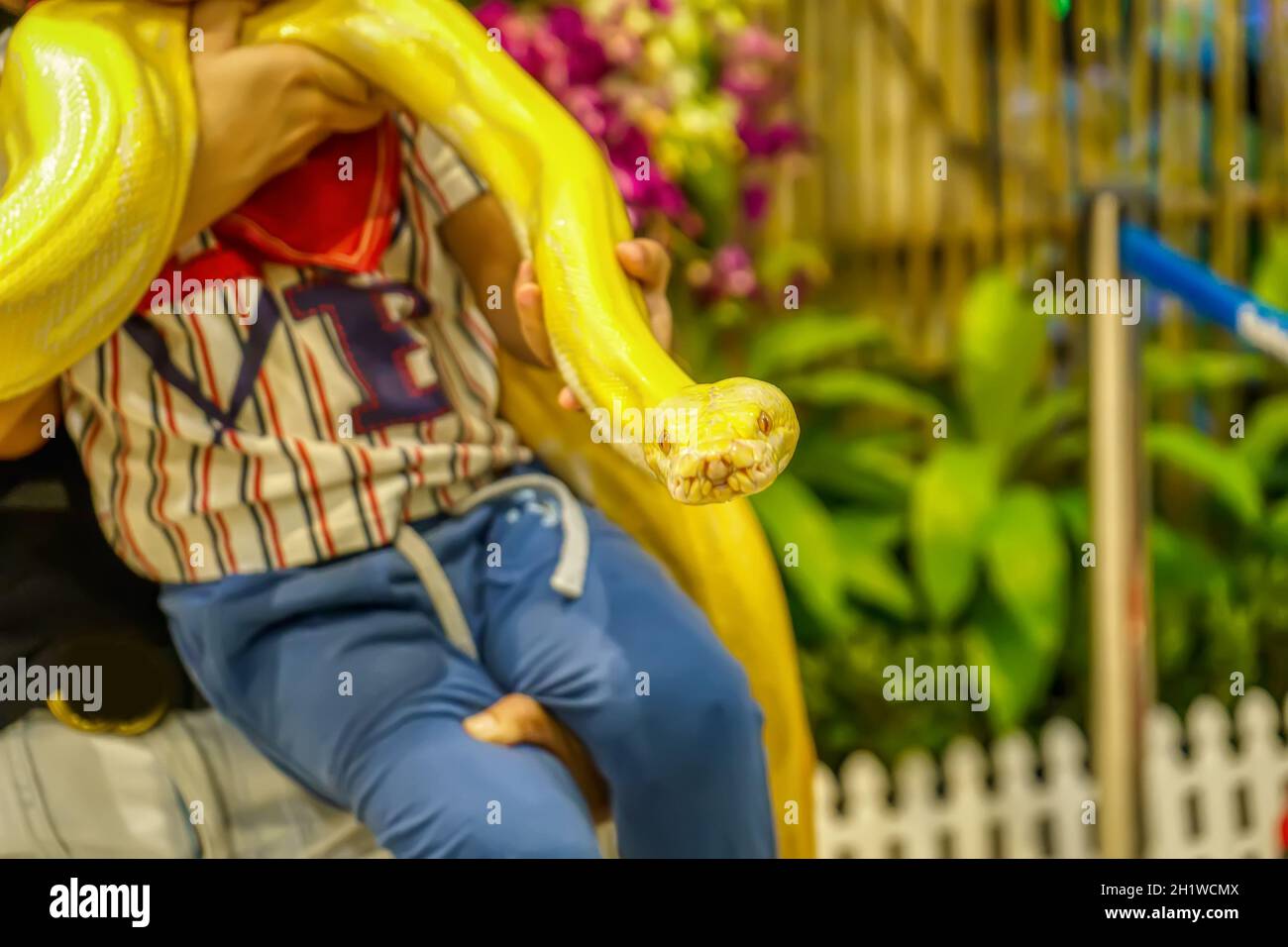 Albino burmese python wrapped around a boy. Its a popular pet in ...