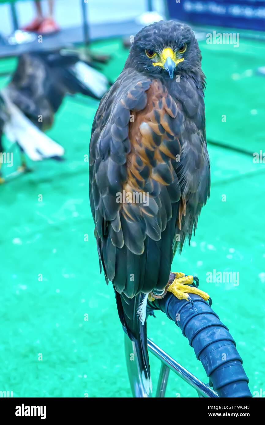 The hawk is a popular pet in Thailand Stock Photo - Alamy