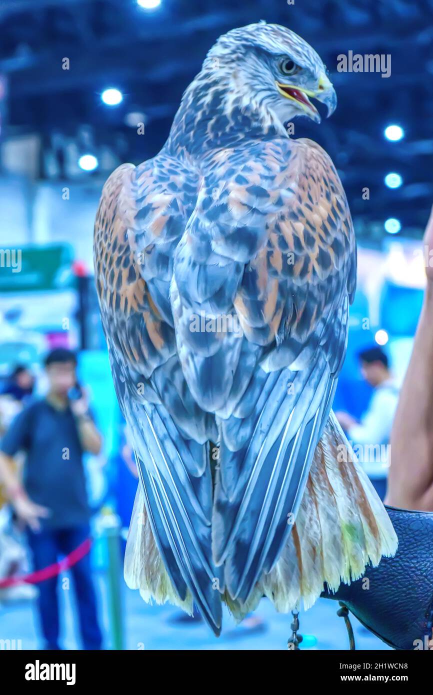The hawk is a popular pet in Thailand Stock Photo - Alamy