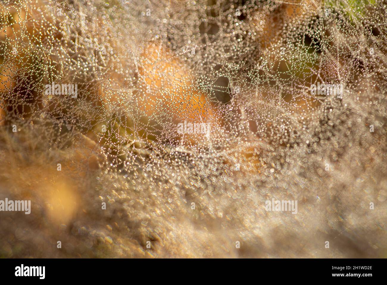 Mist spider hi-res stock photography and images - Alamy