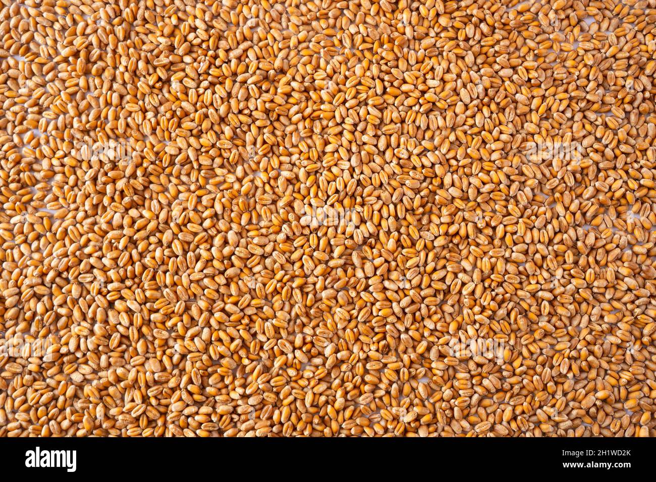 Background of wheat. Grain wheat. Whole grain wheat. Top view Stock ...
