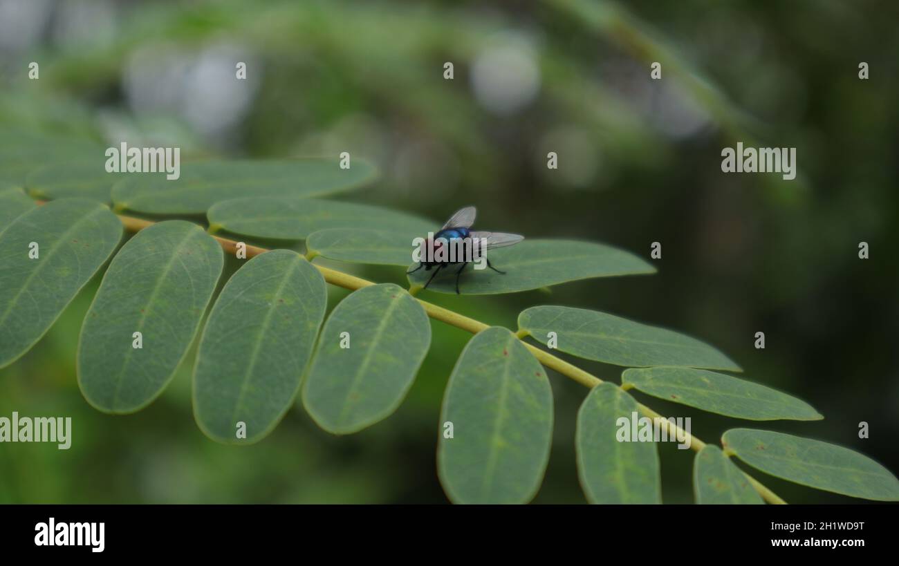 Myiasis pest hi-res stock photography and images - Alamy