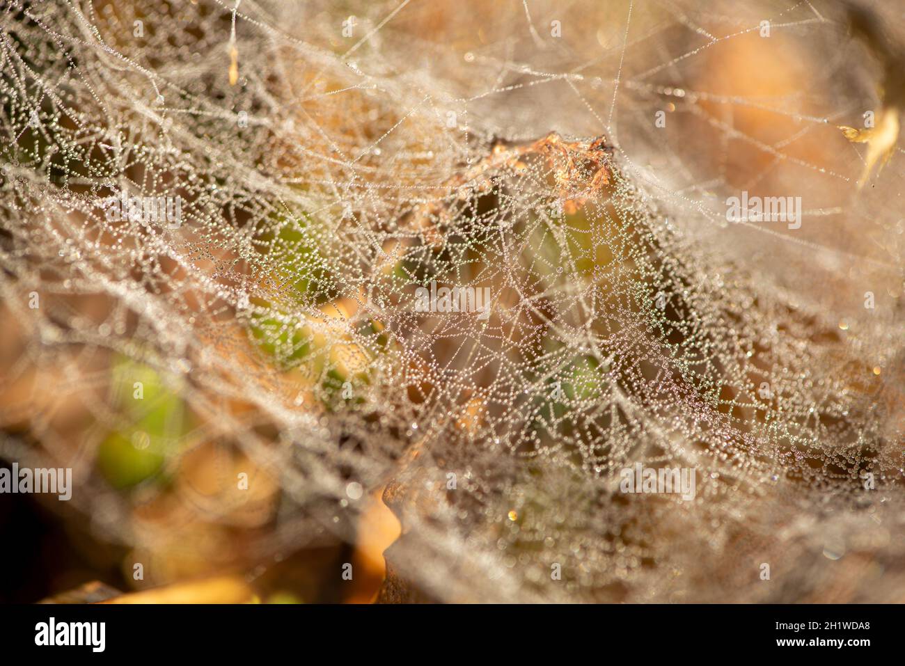 spider web with mist drops in the morning in garden Stock Photo - Alamy