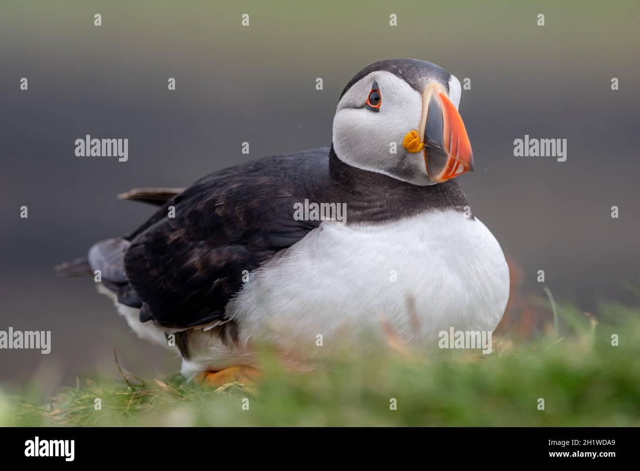 Sea parrots hi-res stock photography and images - Alamy