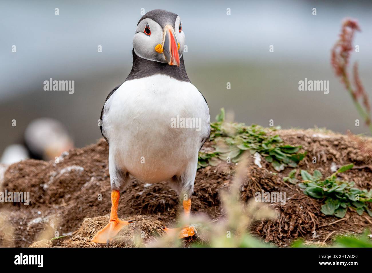Feet hidden by feathers hi-res stock photography and images - Alamy