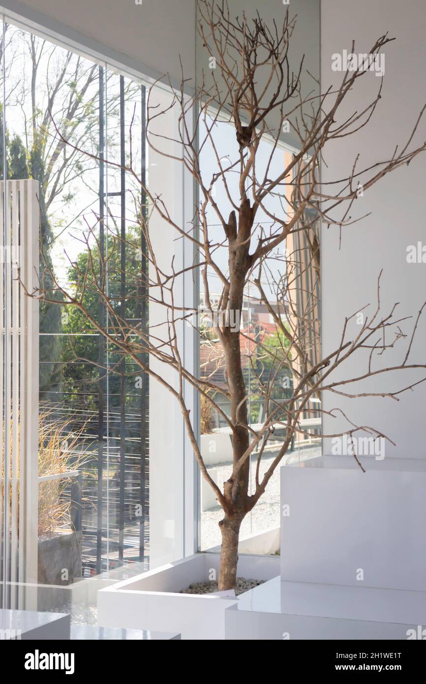 Branches of trees decorated in cafe, stock photo Stock Photo - Alamy