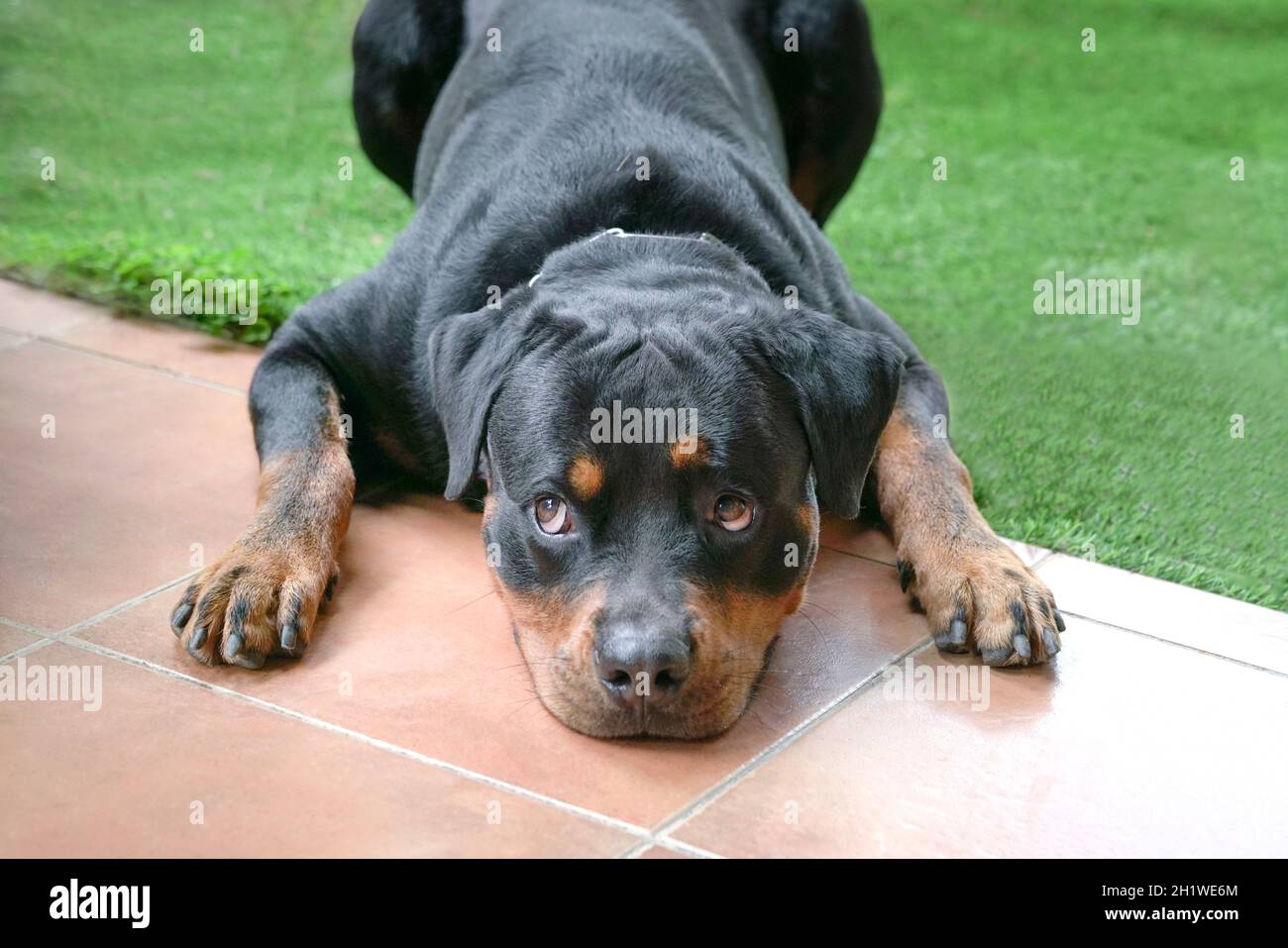 Full Grown German Rottweiler