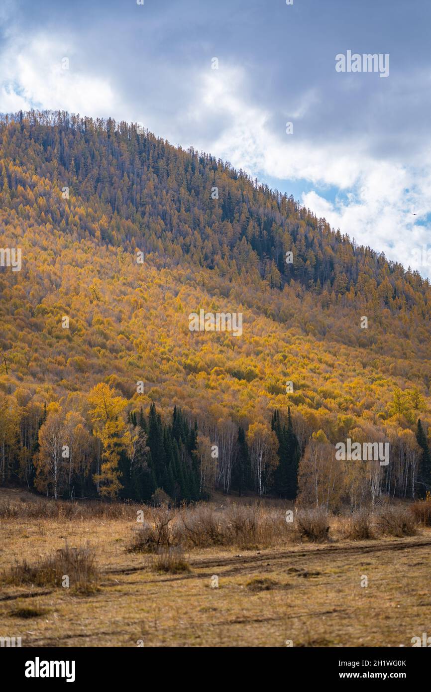 Autumn landscape in Kanas, Xinjiang province, China Stock Photo - Alamy