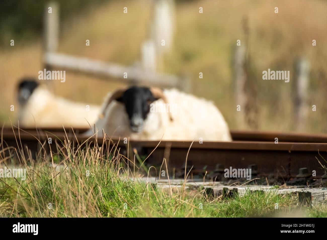 Grass with blurry group of sheep resting on railway line in the ...