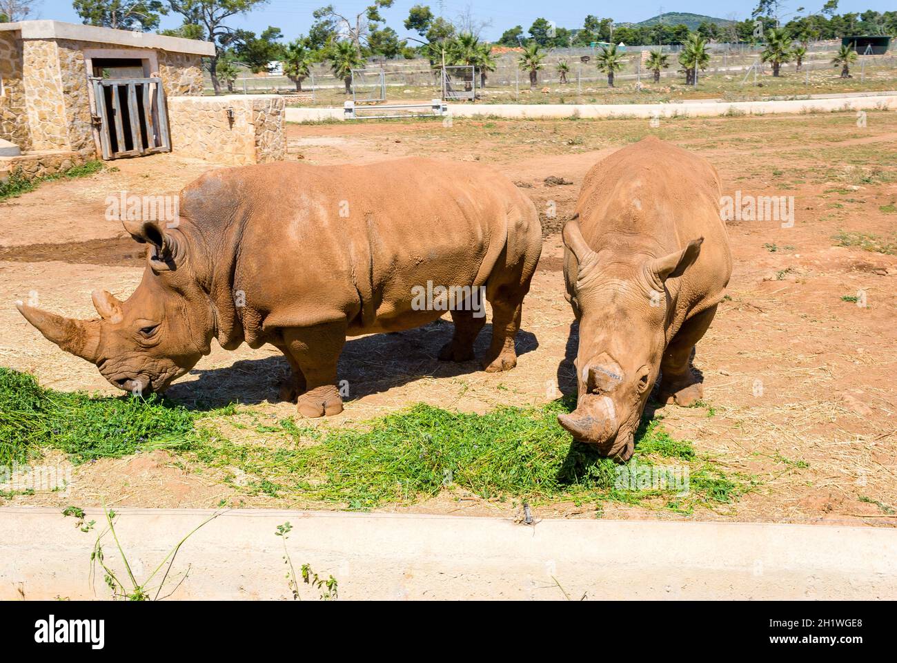 Majorca fauna hi-res stock photography and images - Alamy