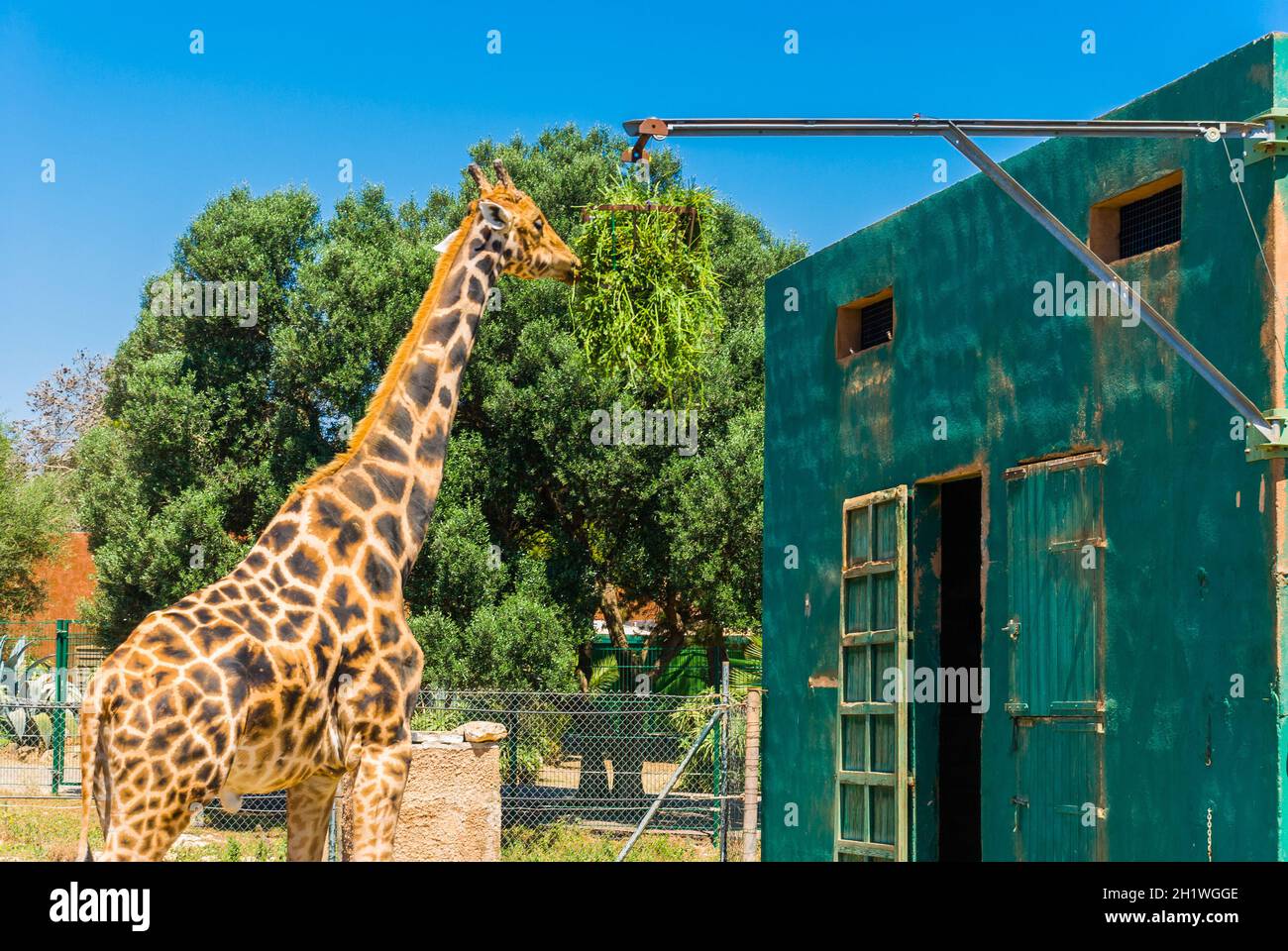 Eating giraffe, Safari Park - Majorca Stock Photo - Alamy