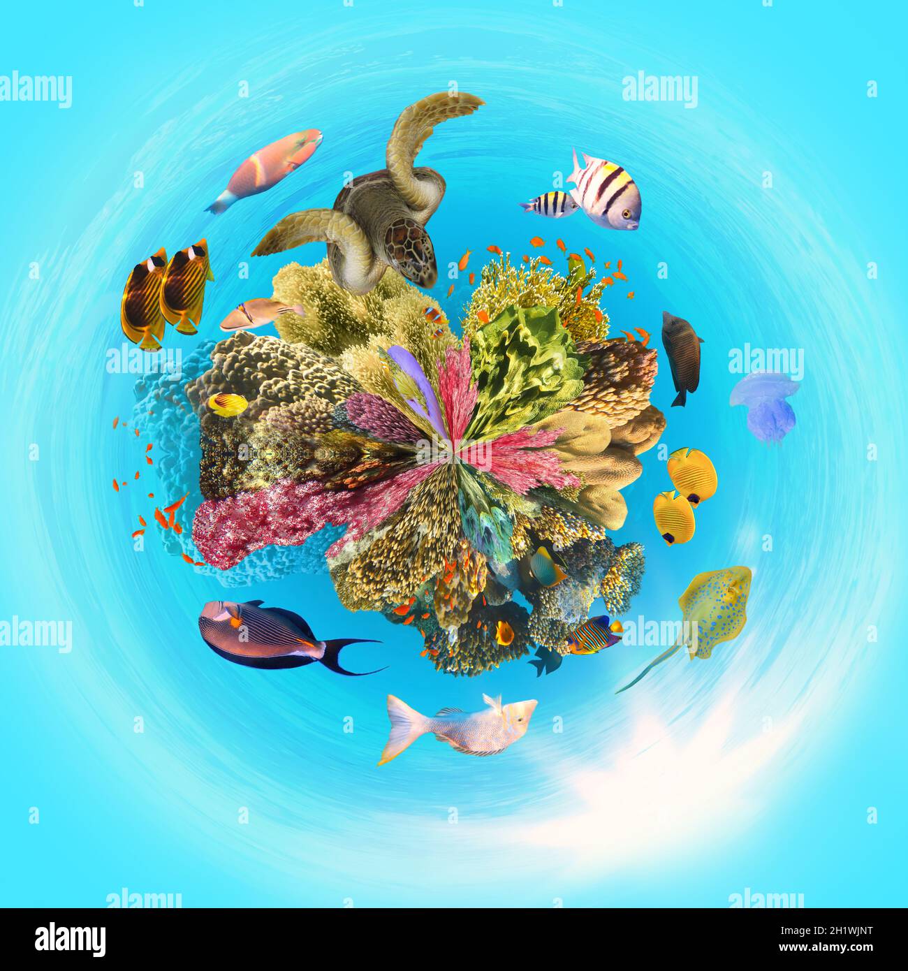 underwater paradise background - coral reef wildlife nature collage ...
