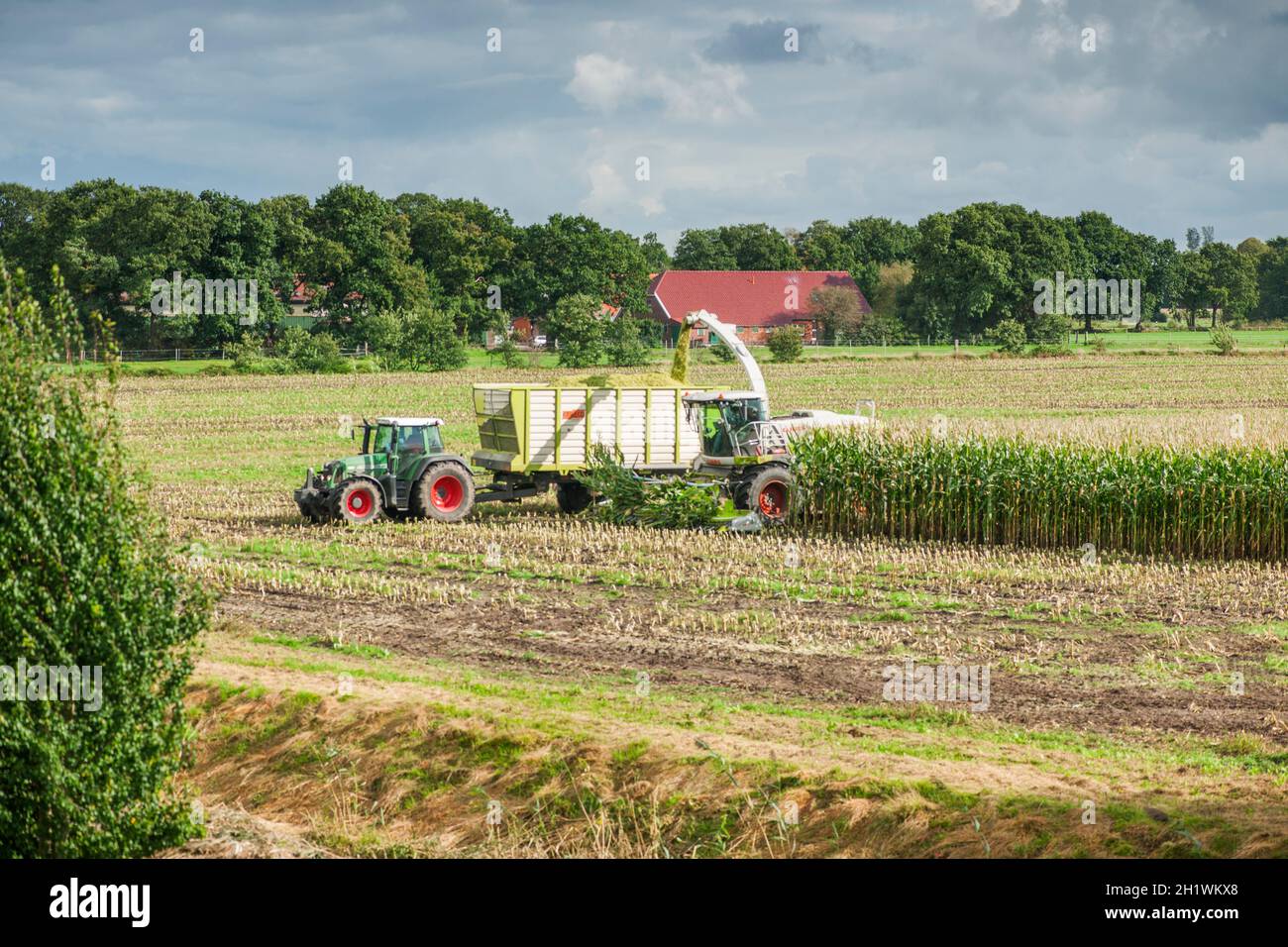 Distant view of a maize harvesting team consisting of a forage ...