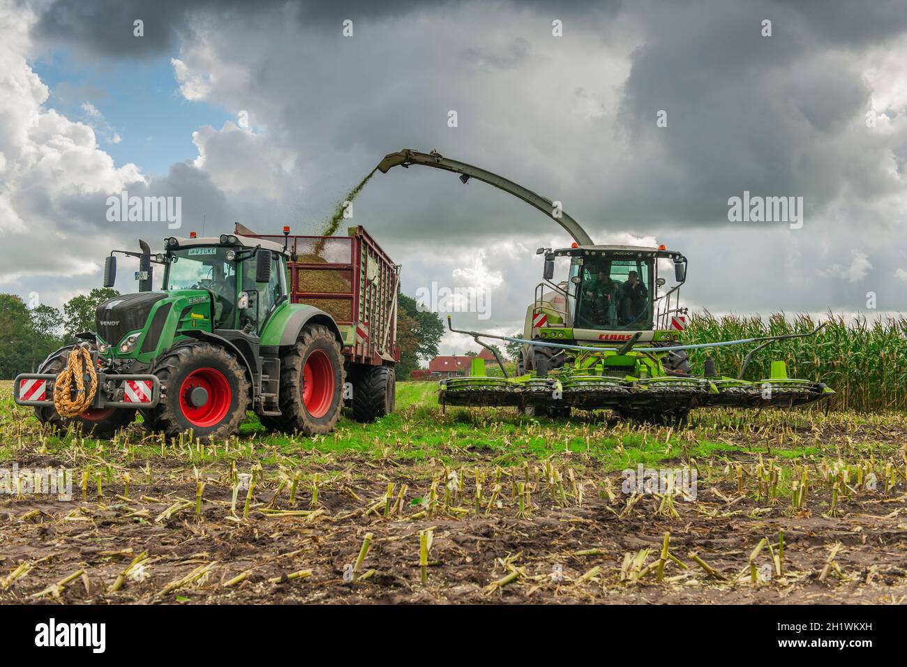 Frontal view of a maize harvesting team consisting of a forage ...