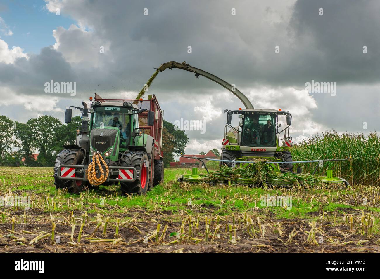 Frontal view of a maize harvesting team consisting of a forage ...