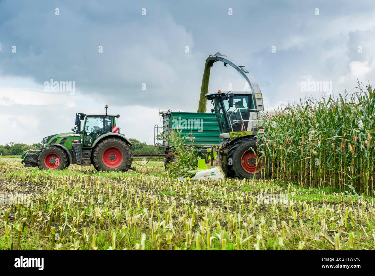 Side view of a maize harvesting team consisting of a forage harvester ...