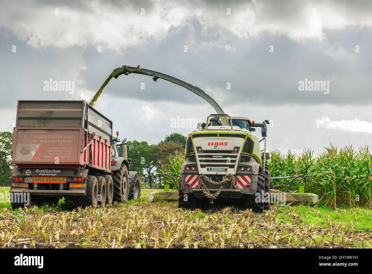 Rear view of a maize harvesting team consisting of a forage harvester ...