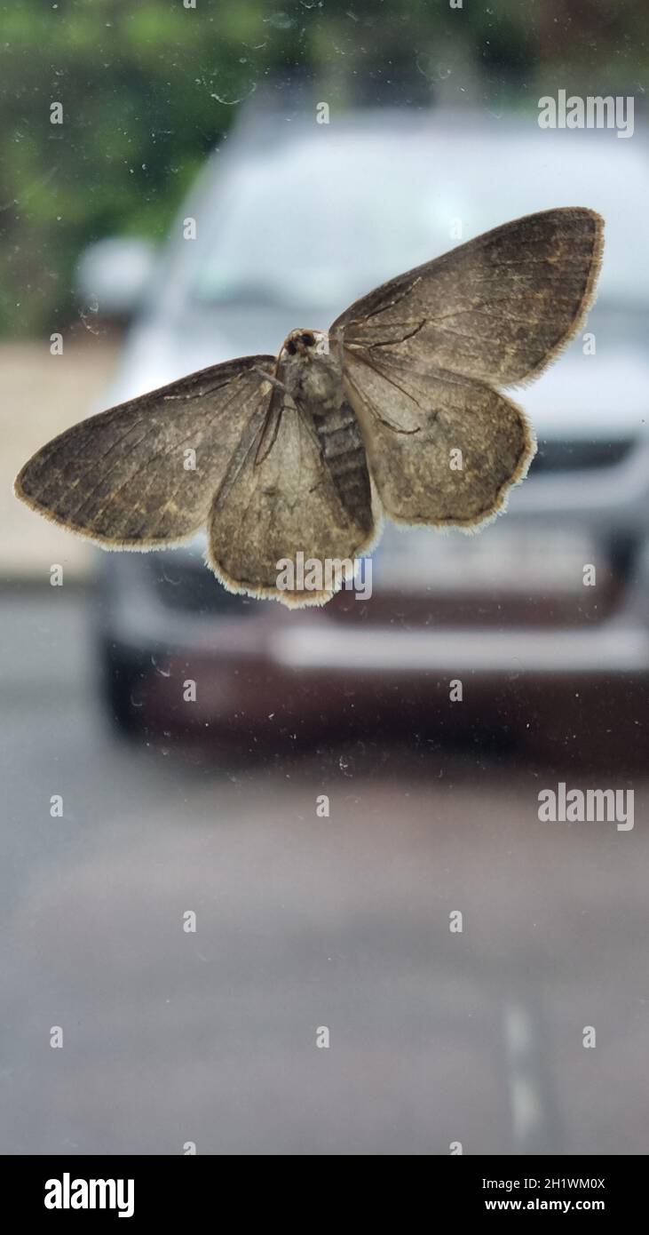 Brown house moth hi-res stock photography and images - Alamy