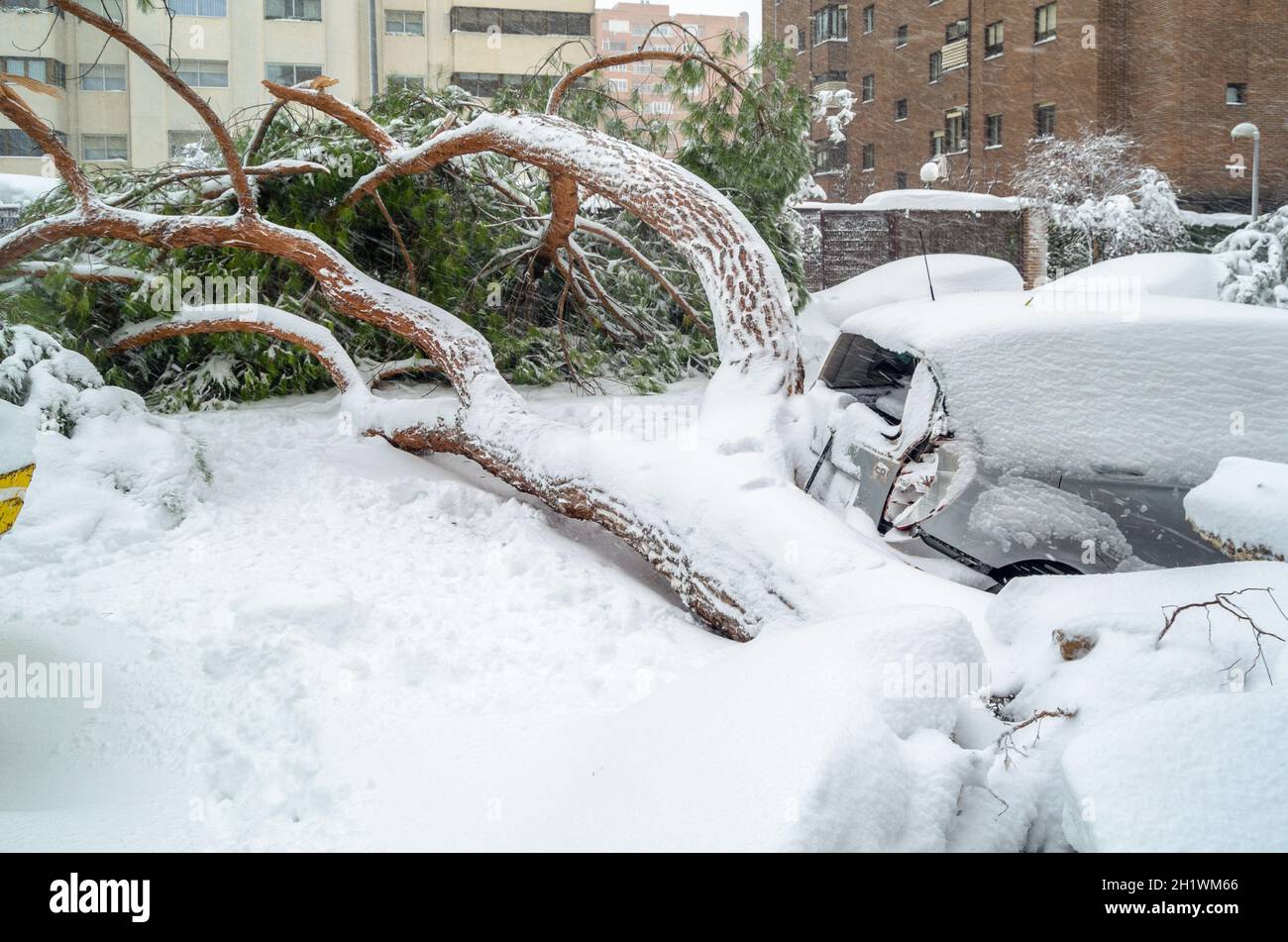 MADRID, SPAIN – JANUARY 9, 2021: Damaged car by fallen tree during ...