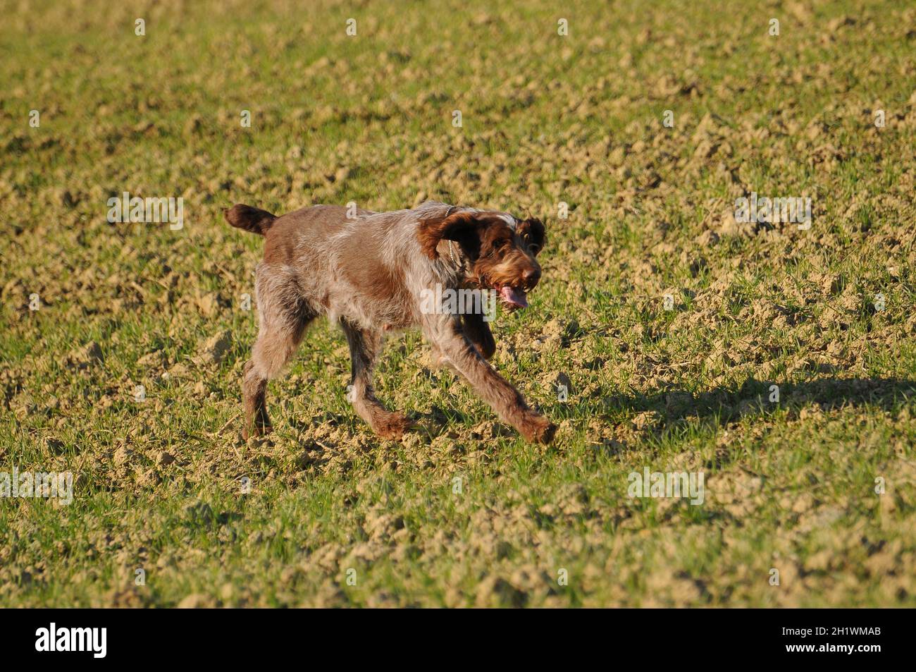 Typical hunting dog, Spinone Italiano dog Stock Photo - Alamy